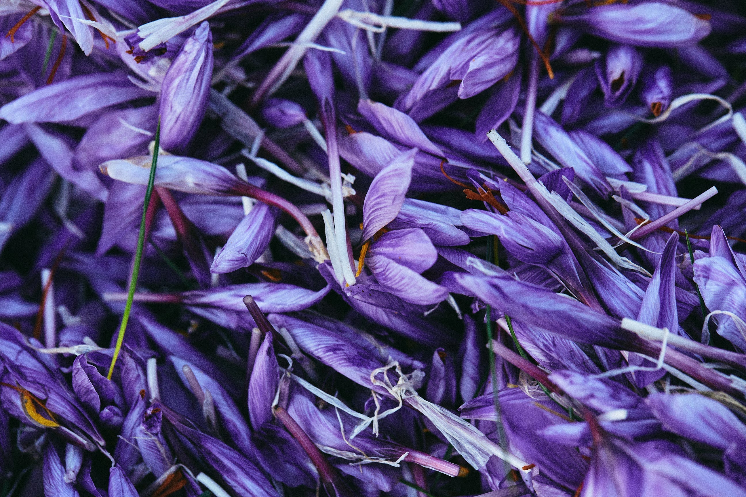 HGTV: How to Grow Saffron Flower – Peace and Plenty Farm